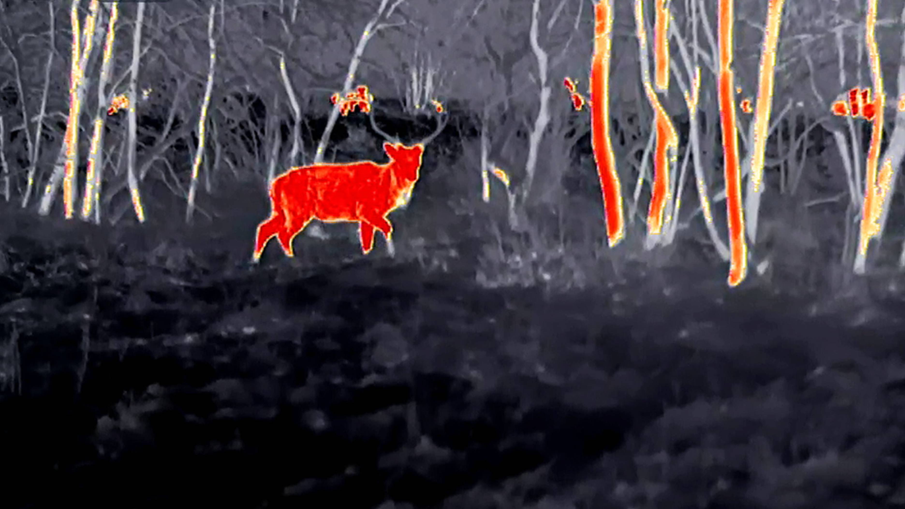 ОХОТА НА ЛОСЯ. ЗАГОН. ОЛЕНИЙ ХУТОР.