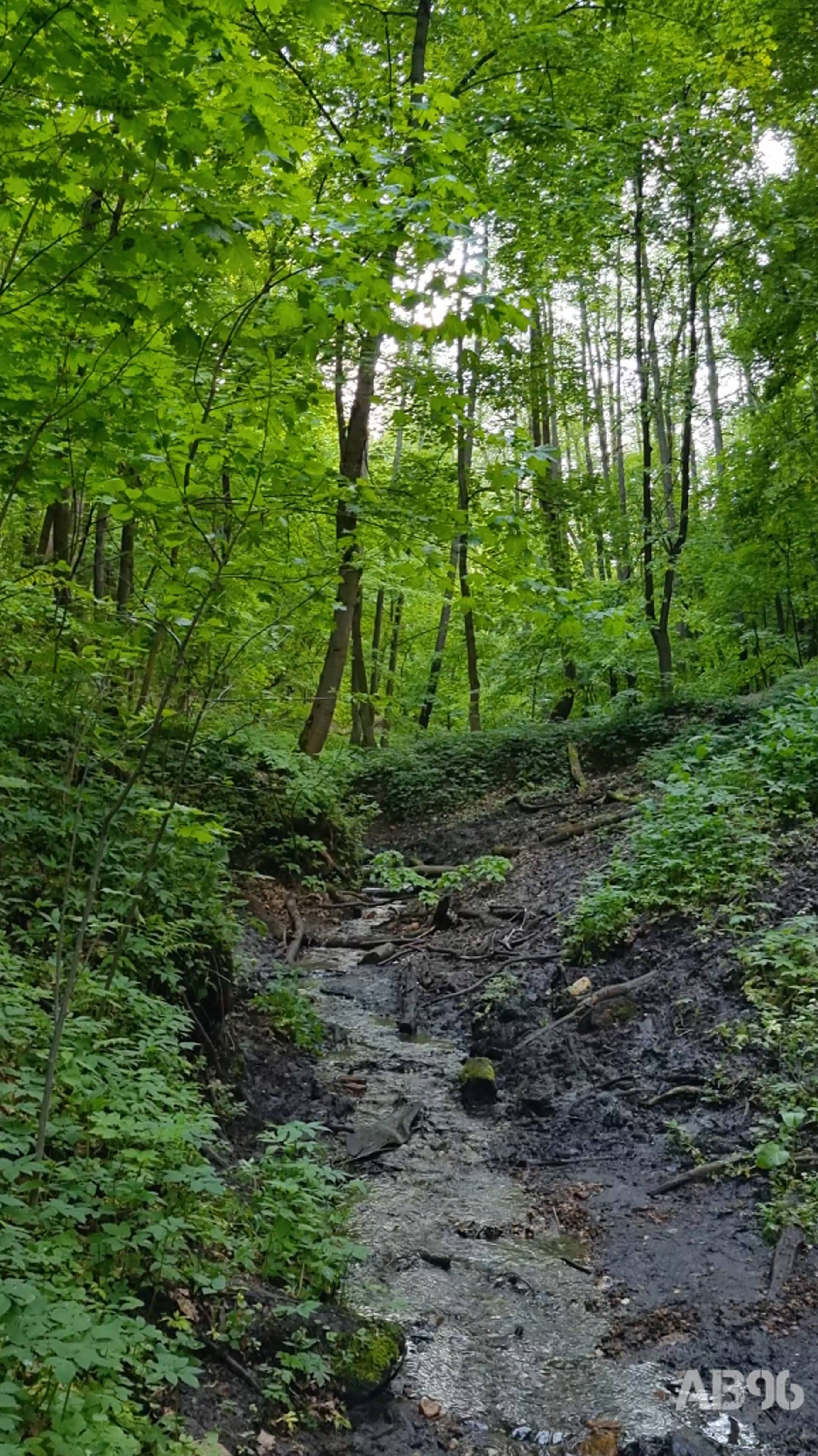 Ручей в майском Суворовском парке #ab96 #ручей #лес #парк #nature #forest #Stream #ASMR #природа