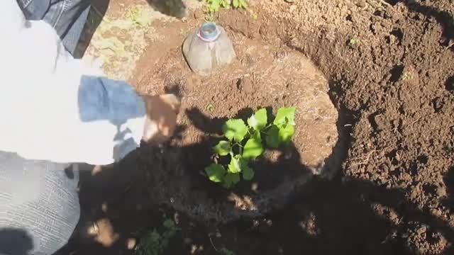 Посадка винограда