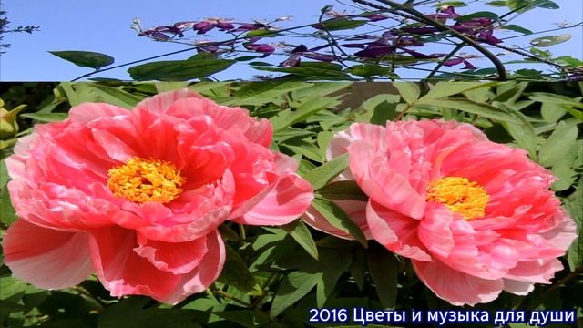 2016 Цветы и музыка для души