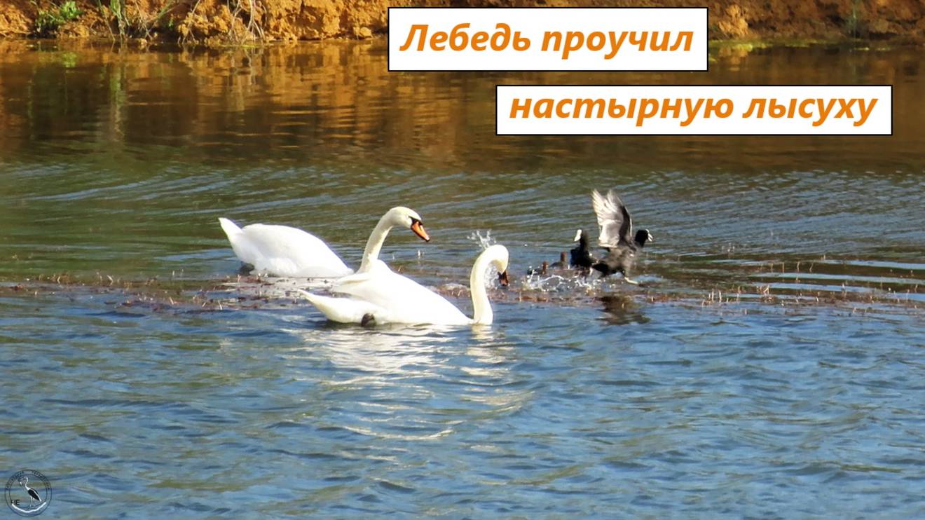 Лысухи были уверены, что пруд их - но прилетели молодые лебеди. Всё закончилось хорошо
