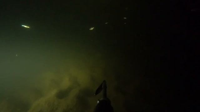 ПОДВОДНЫЙ МИР РОССИЙСКИХ ПРОСТОРОВ.