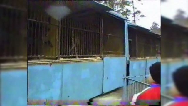 В Сестрорецк приехал зоопарк. 1995