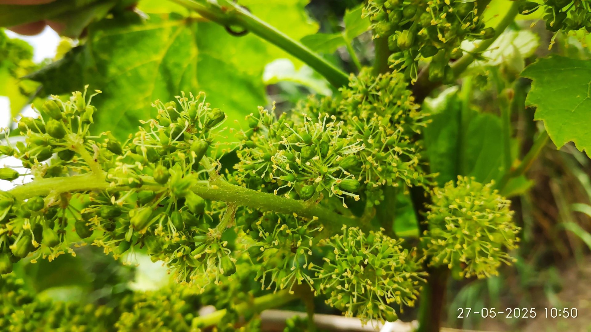 Цветение винограда, что можно делать в этот период