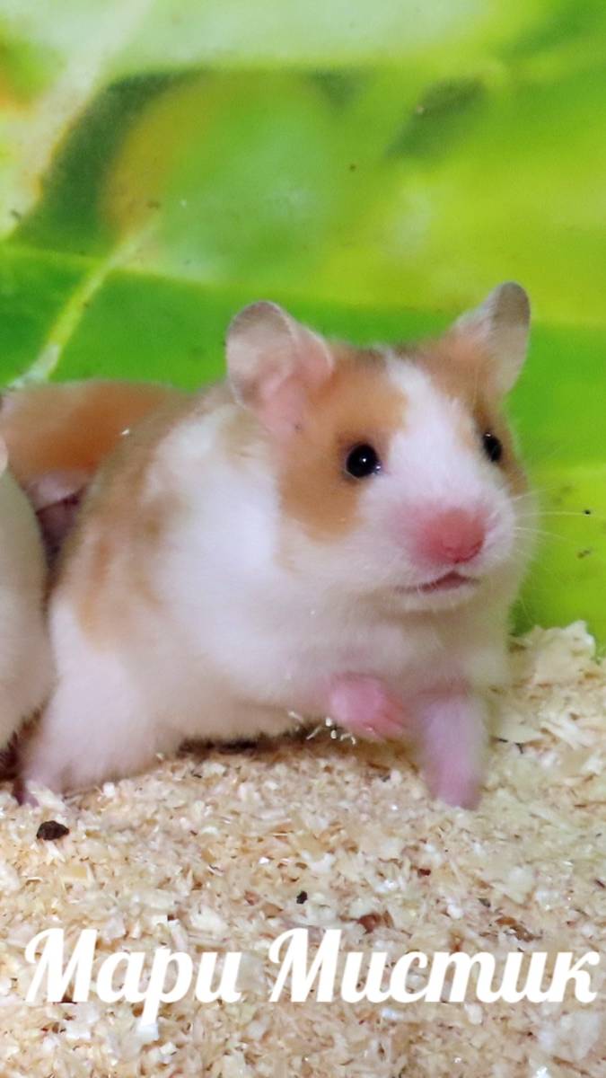 Самцы #сирийскиехомяки #атласныйхомяк #купитьхомякапродам 89215950848