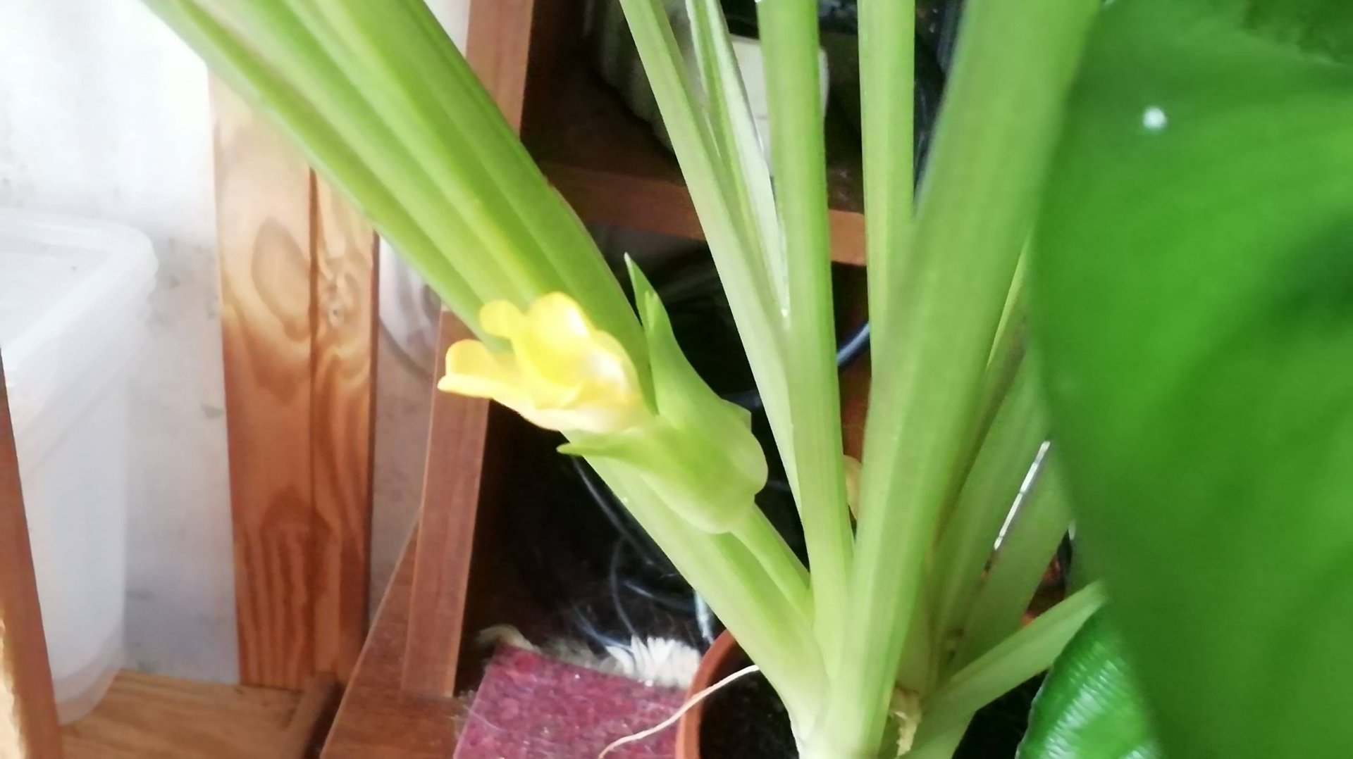 Цветение калатеи Леопардина