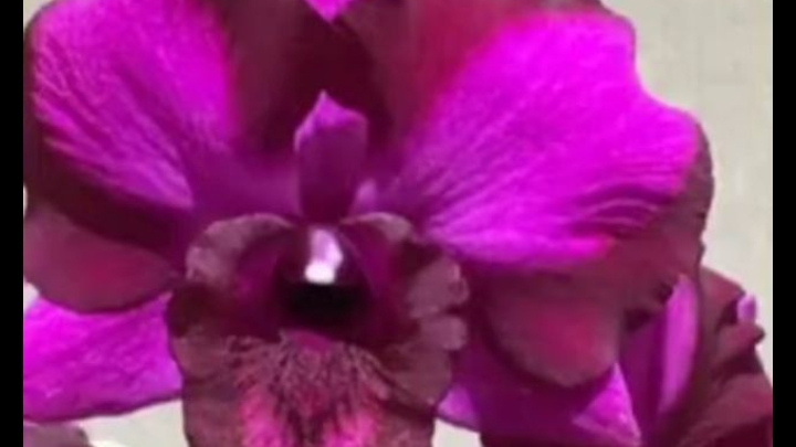 П-9. Ч-3. Обзор дендробиума Dragon Red через 40 дней после получения и пересадки