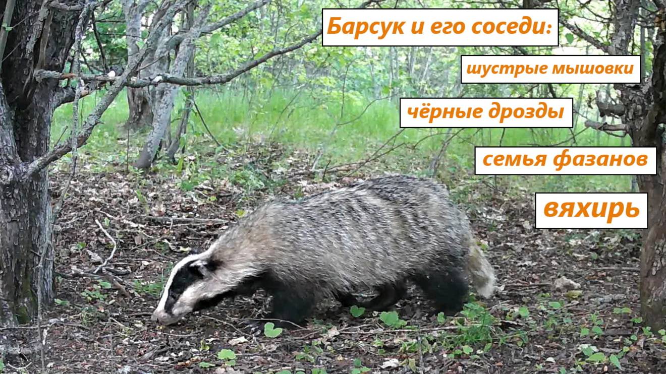 Барсук и его соседи: шустрые мыши, чёрный дрозд со слётком, семья фазанов, вяхирь-витютень