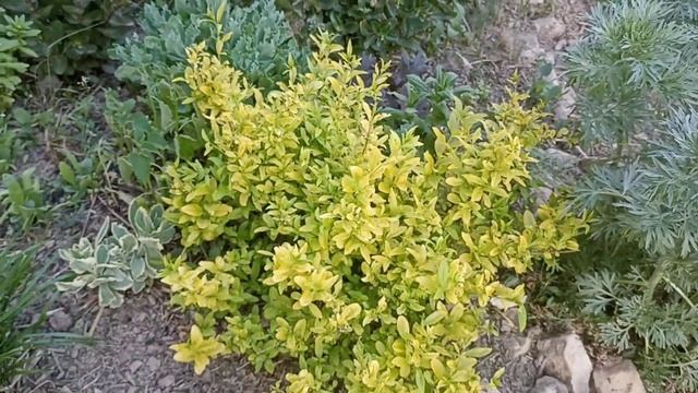 Городской цветник 28 мая 2025. Белая акация цветёт, зелёная бирючина готовится, жёлтая без бутонов