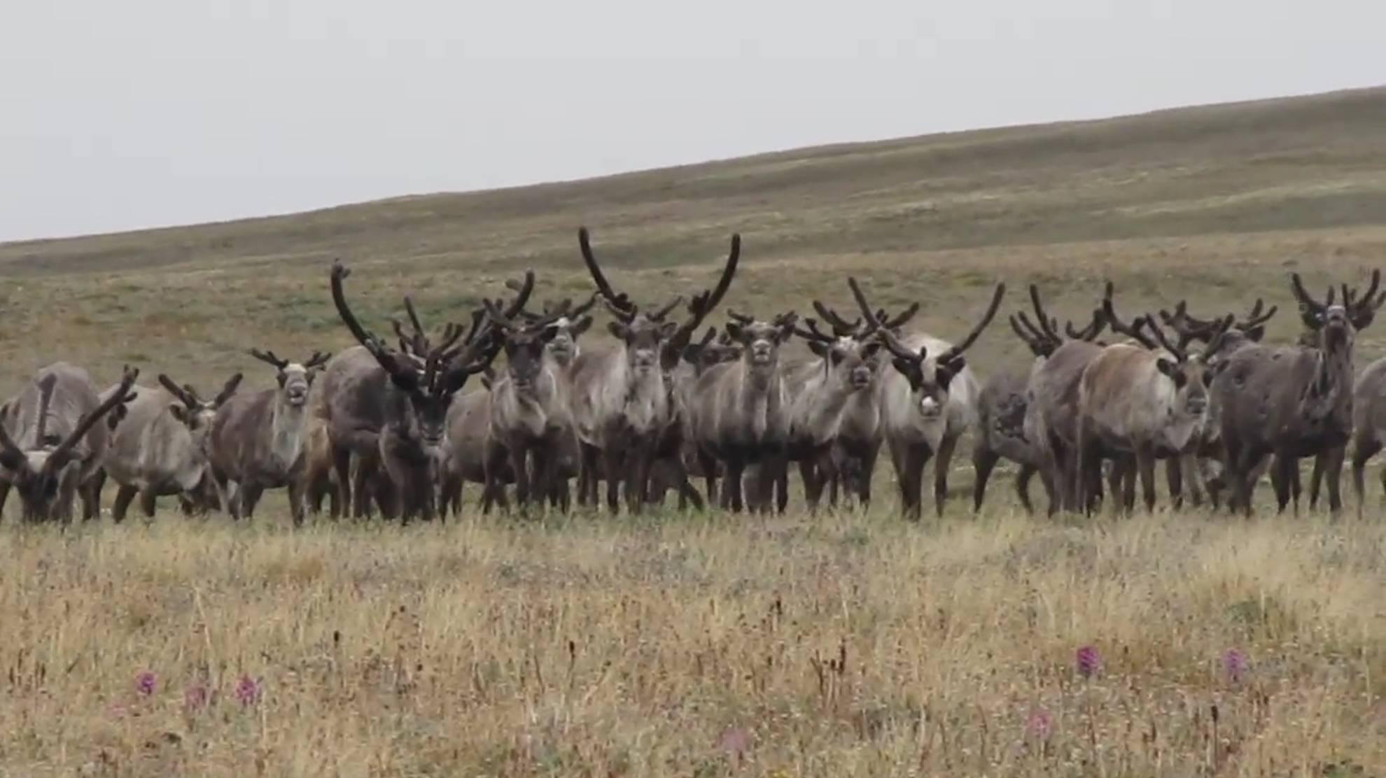 Северные олени (1)