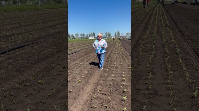 290 тыс. саженцев гортензии в мультиплатах будет высажено в ближайшие дни