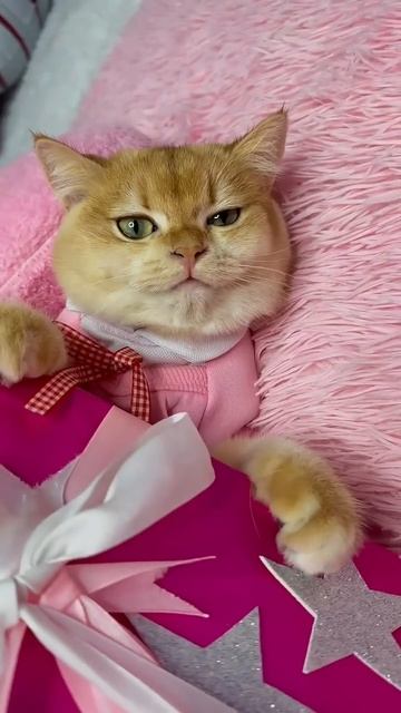 Мой кот Мося такой добрый! #кошка