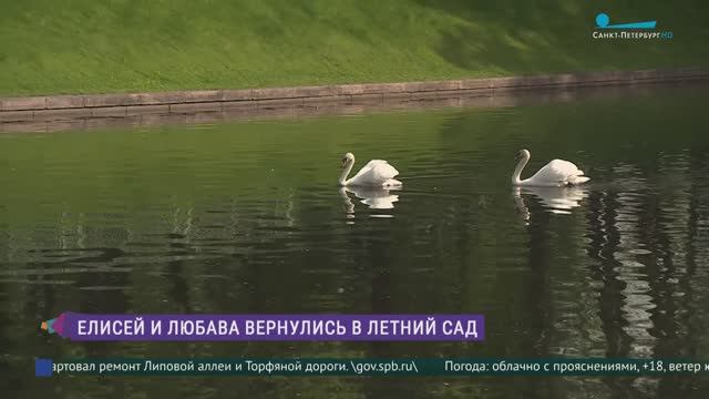 Лебеди Елисей и Любава вернулись в Летний сад