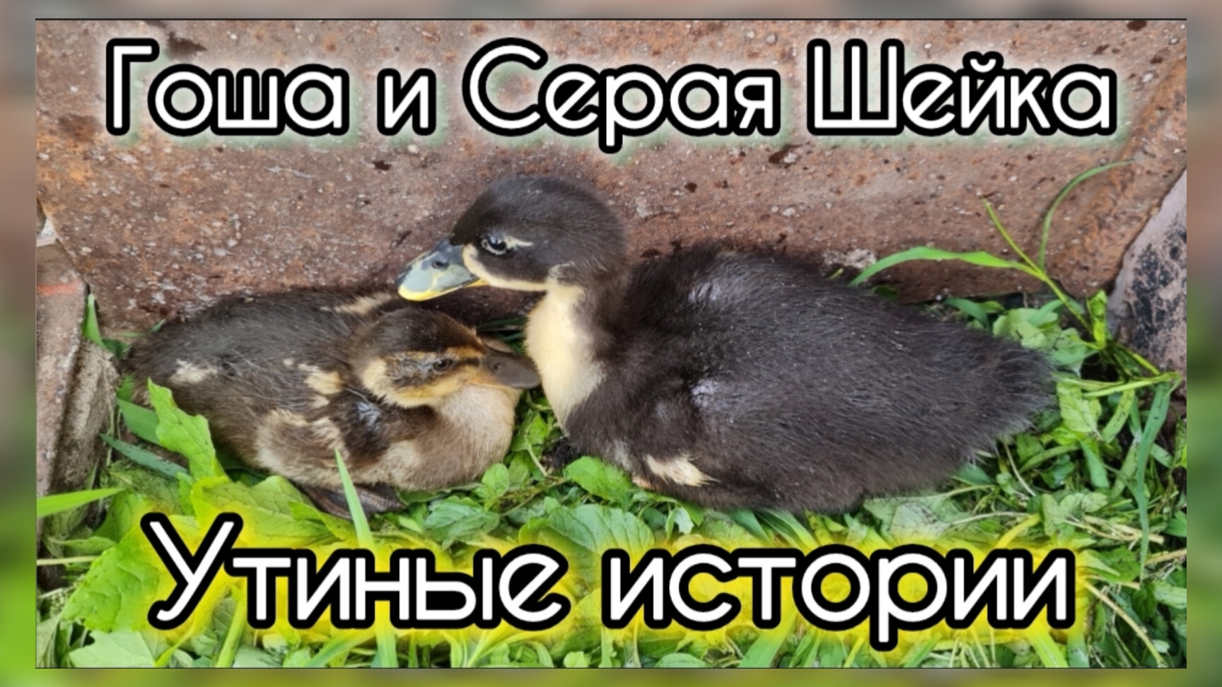 Гоша и Серая Шейка. Утиные истории.