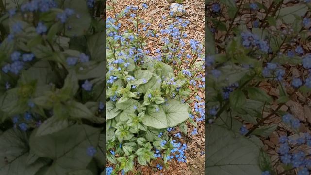 Бруннера #Looking Glass