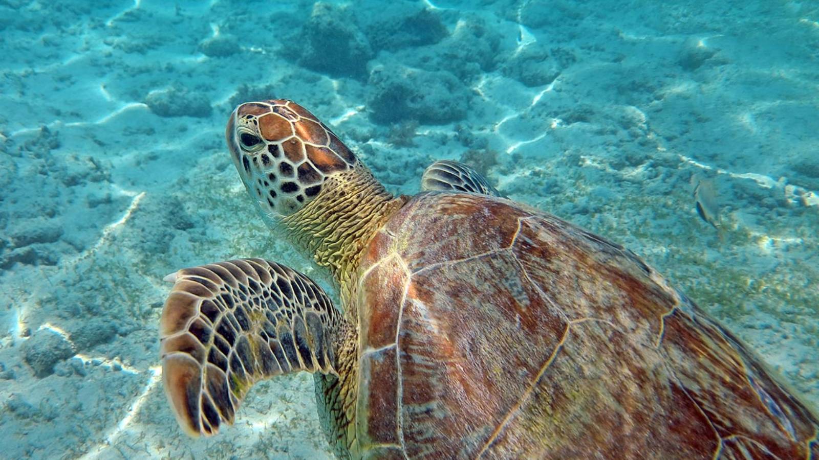 🤿 Снорклинг на Гили - сколько стоит и как поплавать бесплатно