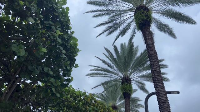 Zara Футболка. Маями 2023