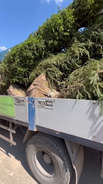 Посадили крупномеры ели высотой 3,5 метра.