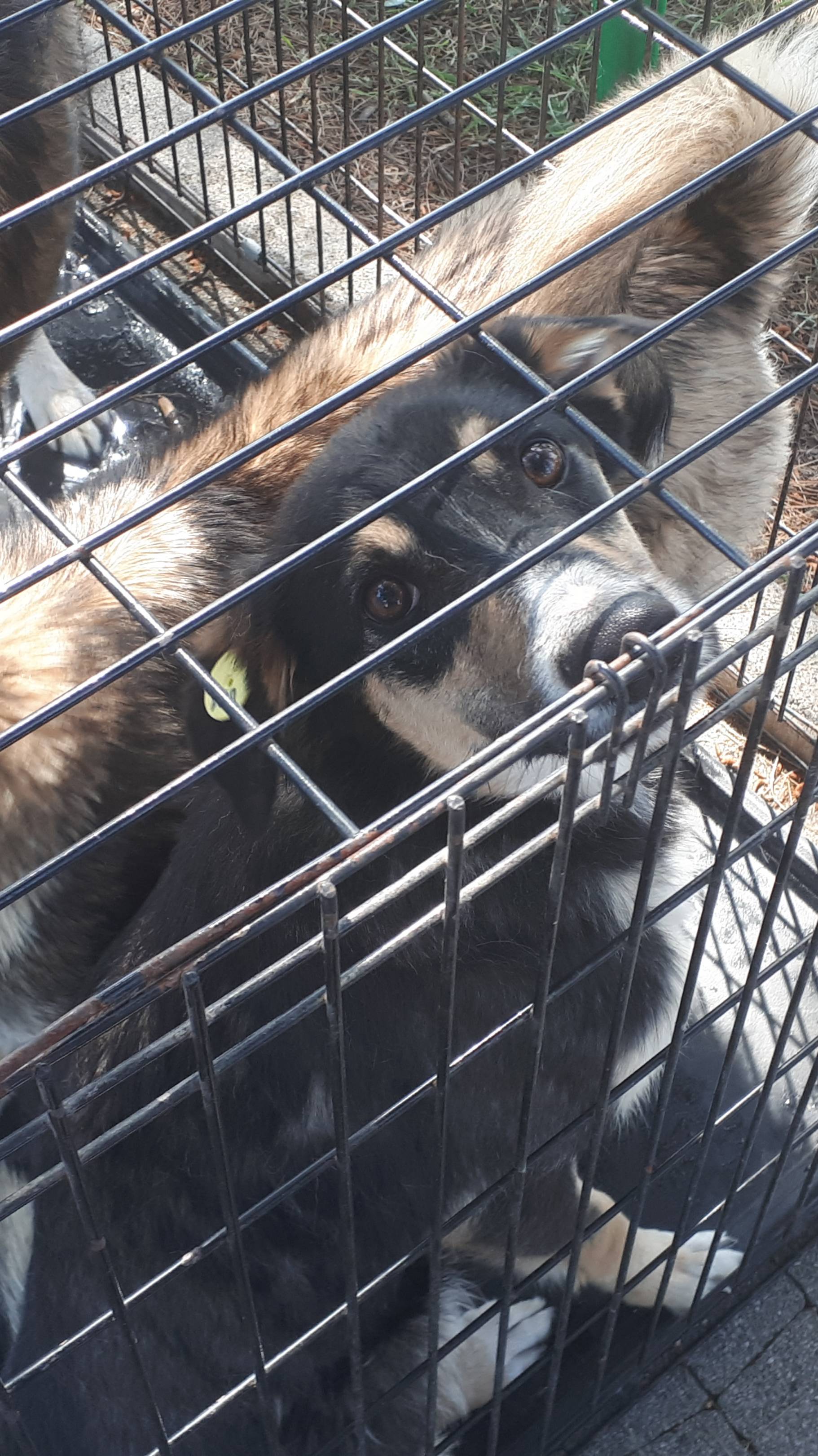 В Туапсе 24.05.2025 прошла выставка-пристройство бездомных животных. "Шанс на жизнь".