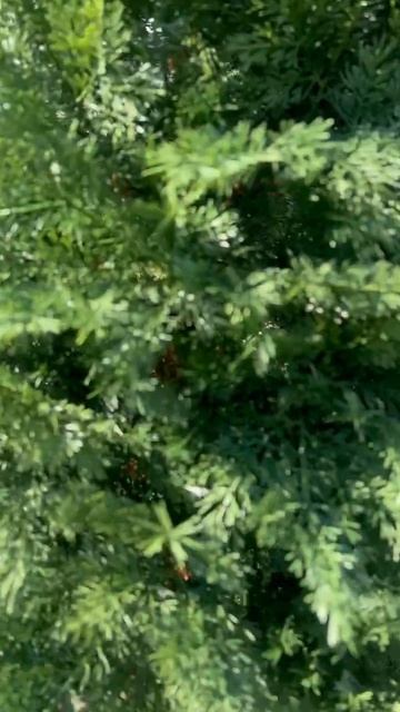 ТУЯ искусственная  150 см на метал.подставке ТМ Crystal Trees