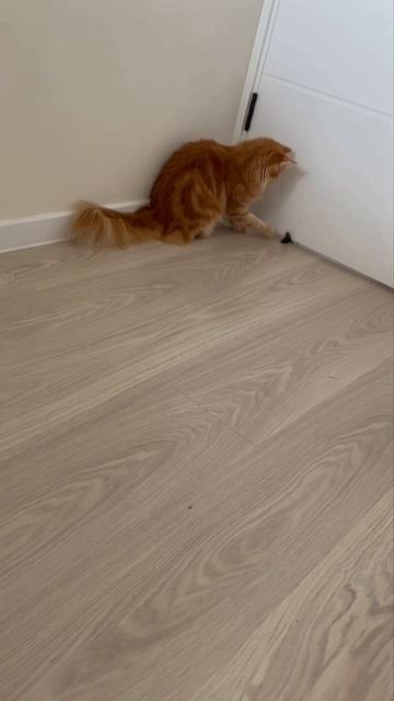 Кошечкин футбол