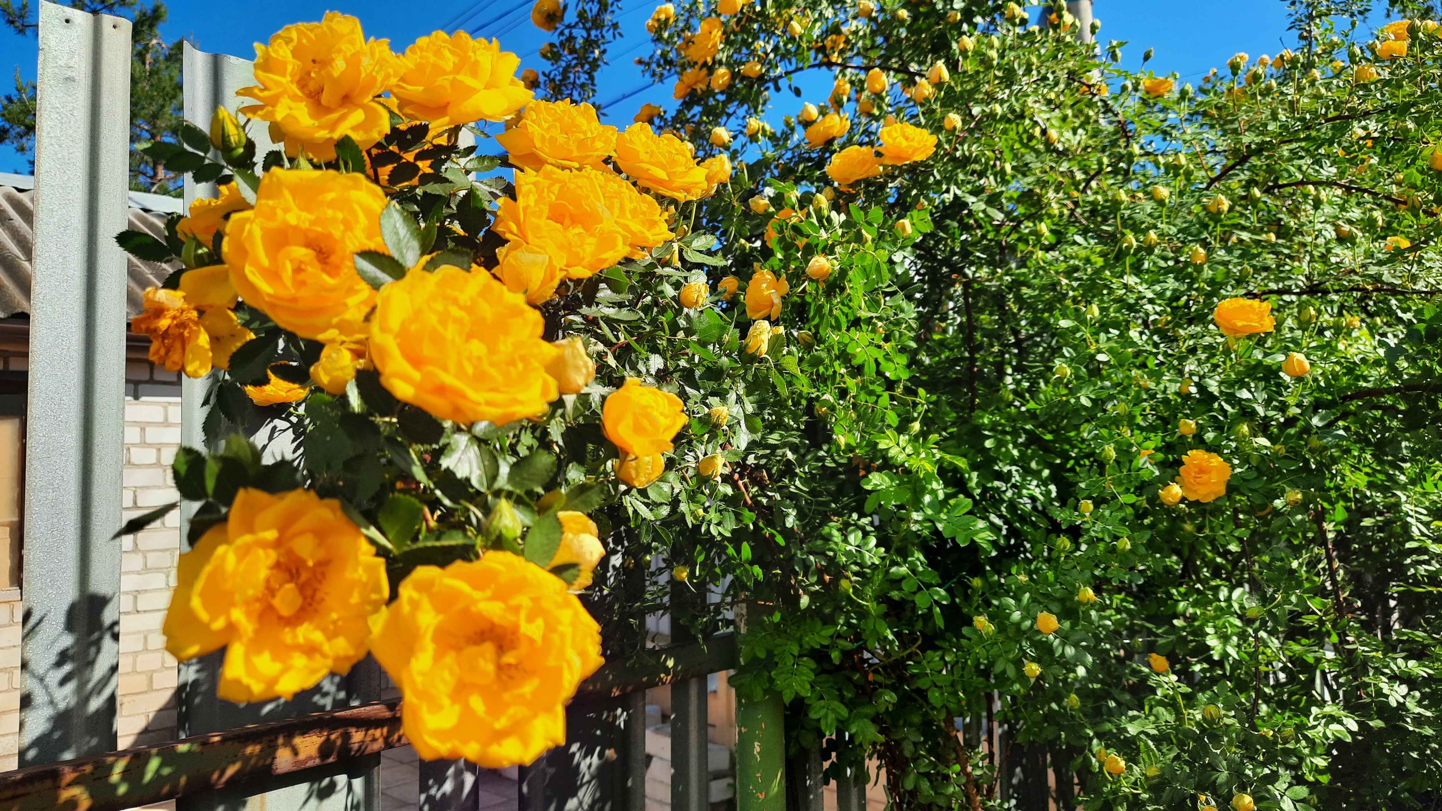 Спасибо,что мама рядом! 🙏 Наши заготовки - сушим и морозим!🌿🧅