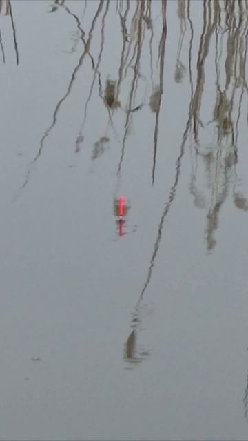 Поклёвка весеннего карася в тростнике с лодки