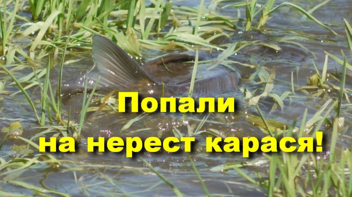 Рыбалка. Попали на нерест КАРАСЯ! #рыбалка #нересткарася #карп #карась