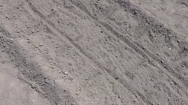 Высадка баклажанов в грунт под укрытие