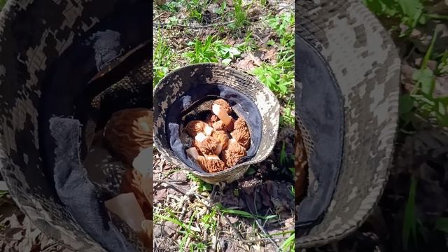 Тихая охота на сморчки в мае месяце