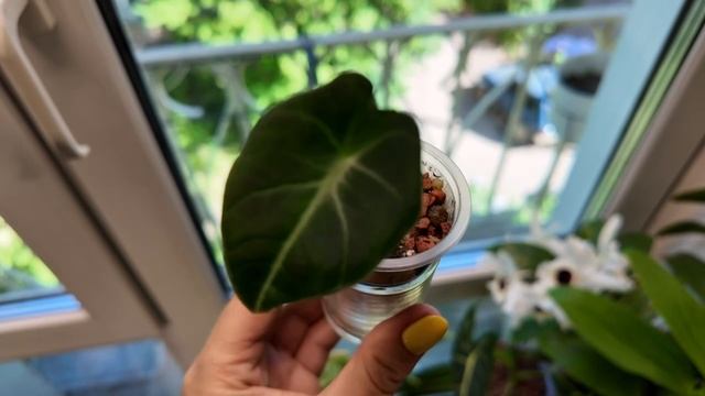 Алоказии две недели спустя после крайнего видео…