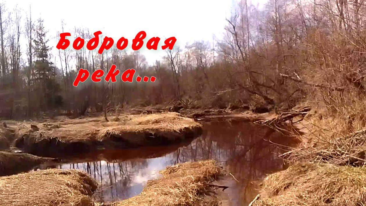 Неудачный коп и бобровая река.