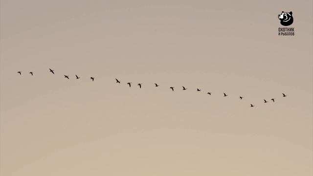Тизер. Весенняя охота на селезня в Новгородской области. Канал Охотник и Рыболов