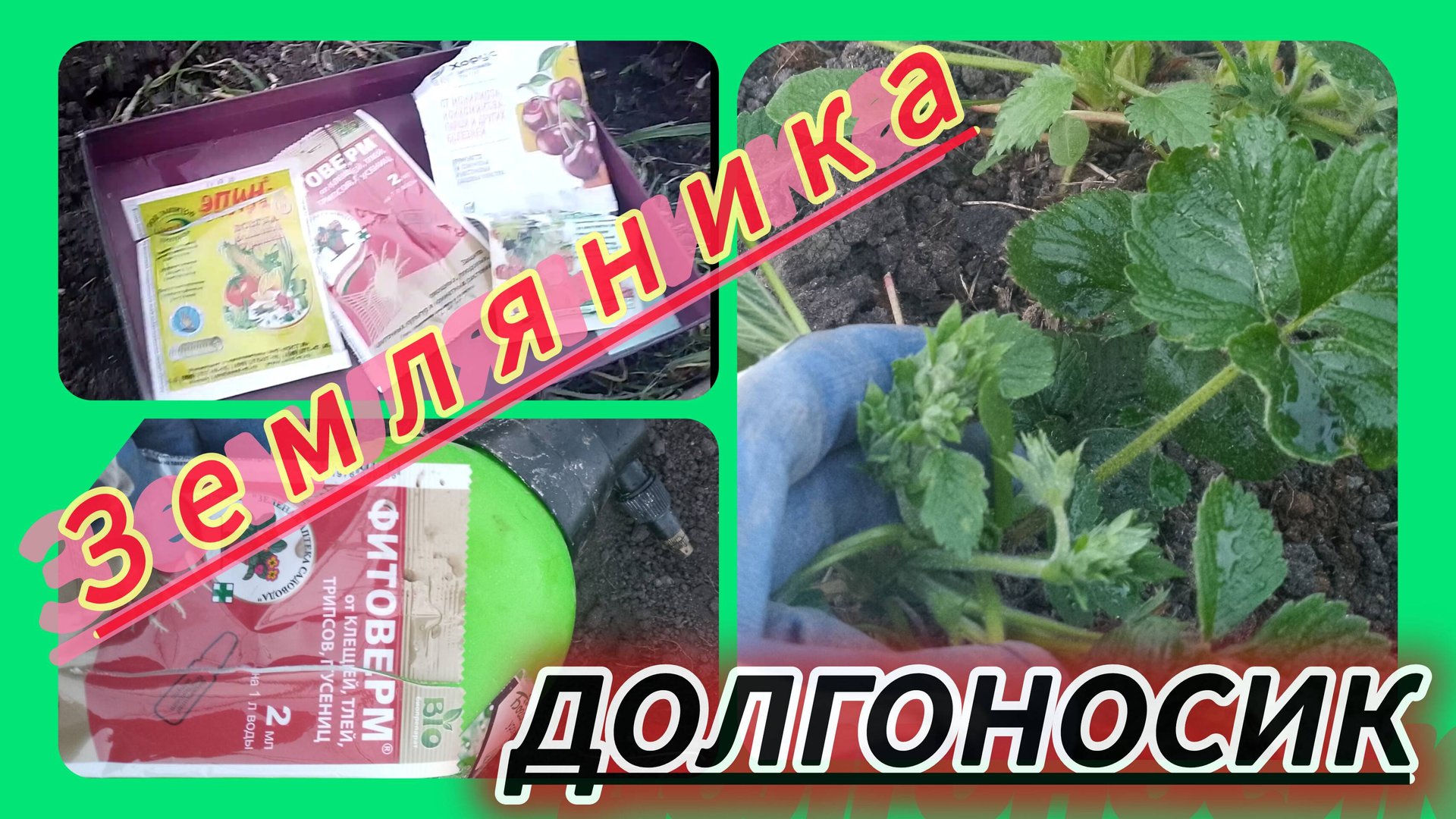 Чем обработать землянику от долгоносика, а заодно провести профилактику от болезней. 3 В 1!