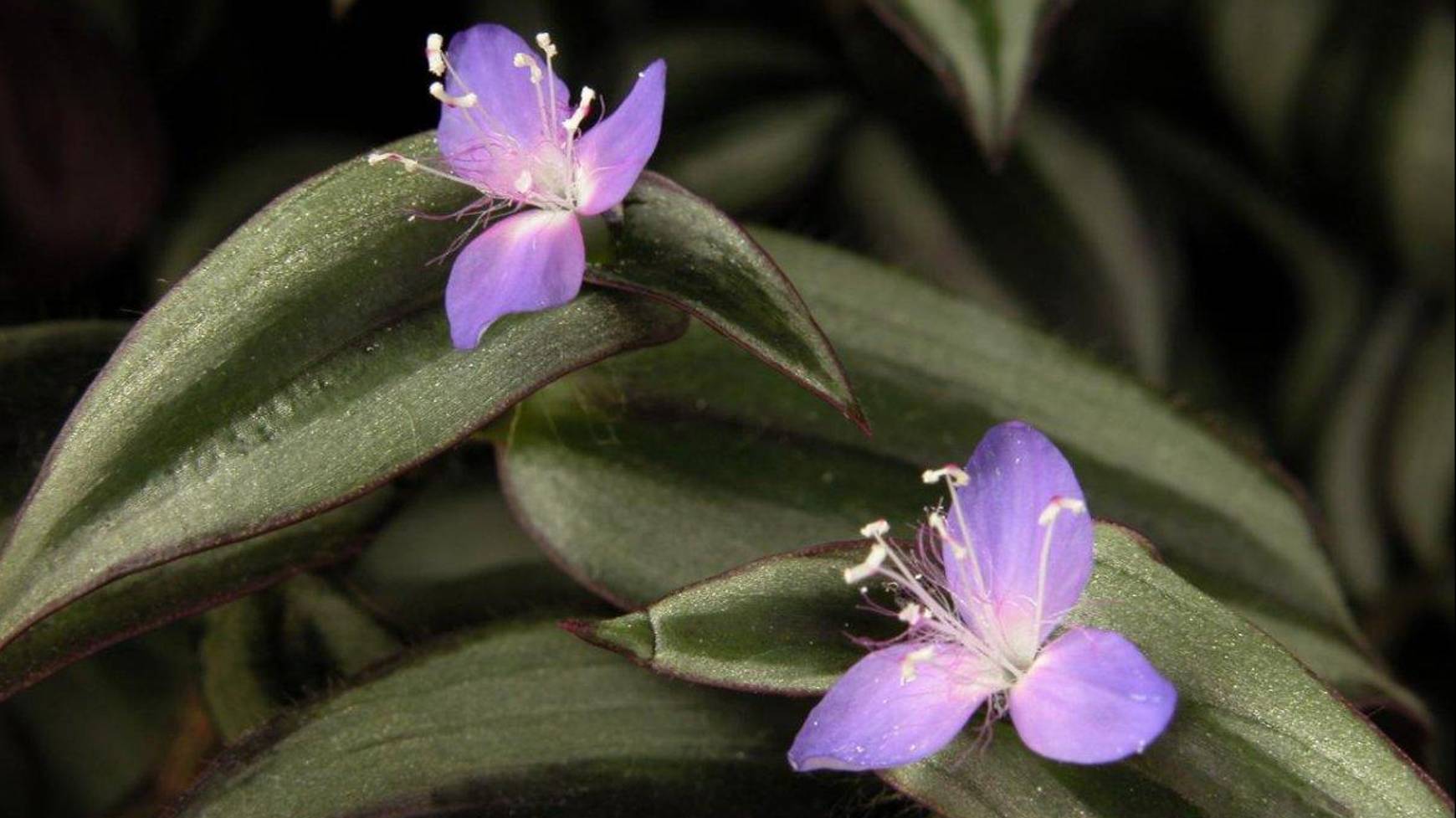 ОДНА ЛОЖКА ПОД КОМНАТНЫЙ ЦВЕТОК И ОН ПЫШНО ЗАЦВЕТЕТ!