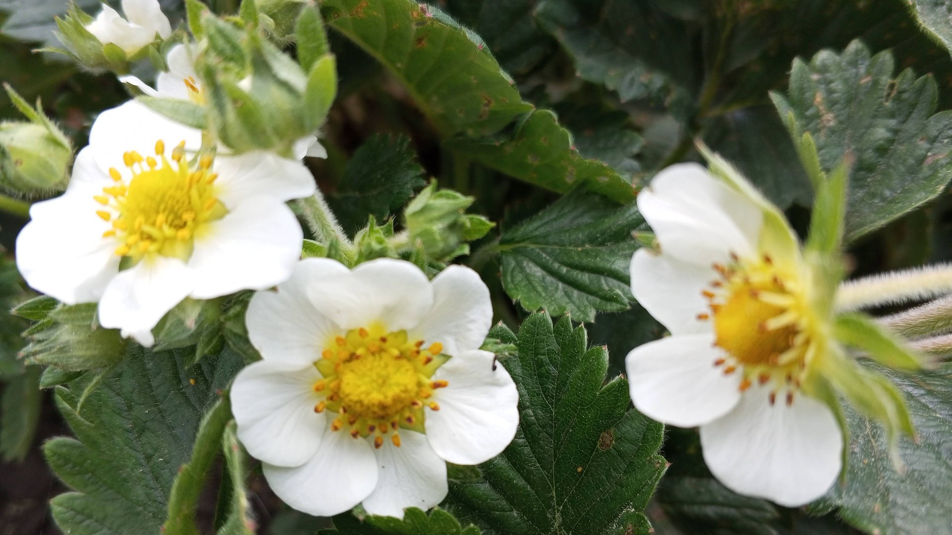 Будет море садовой клубники (виктории) Архив прошлого года