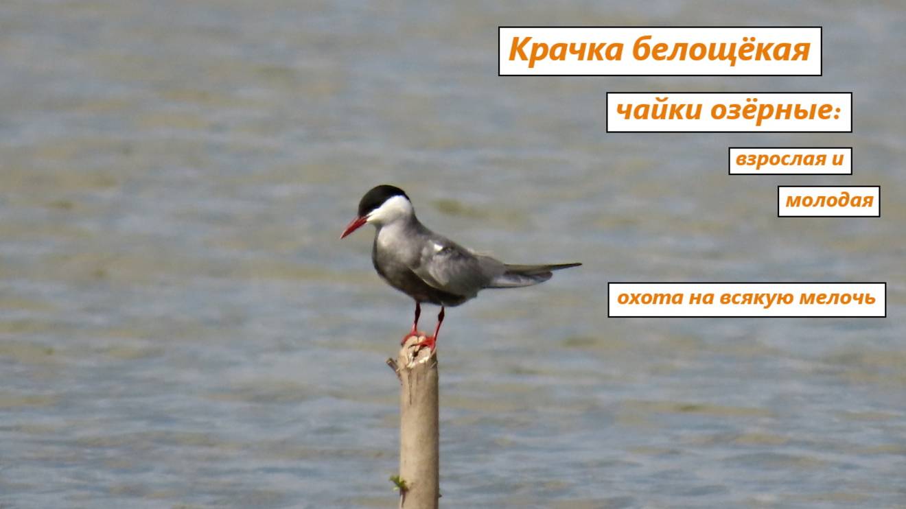 Крачки белощёкие и чайки озёрные. Полёты над водой - добывают разную мелочь. Май 2024-25