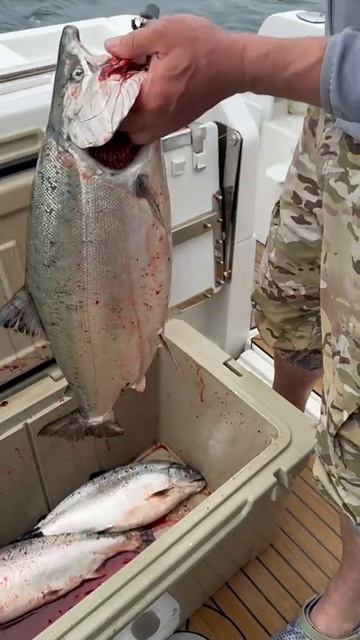 🎣 Отчет о рыбалке