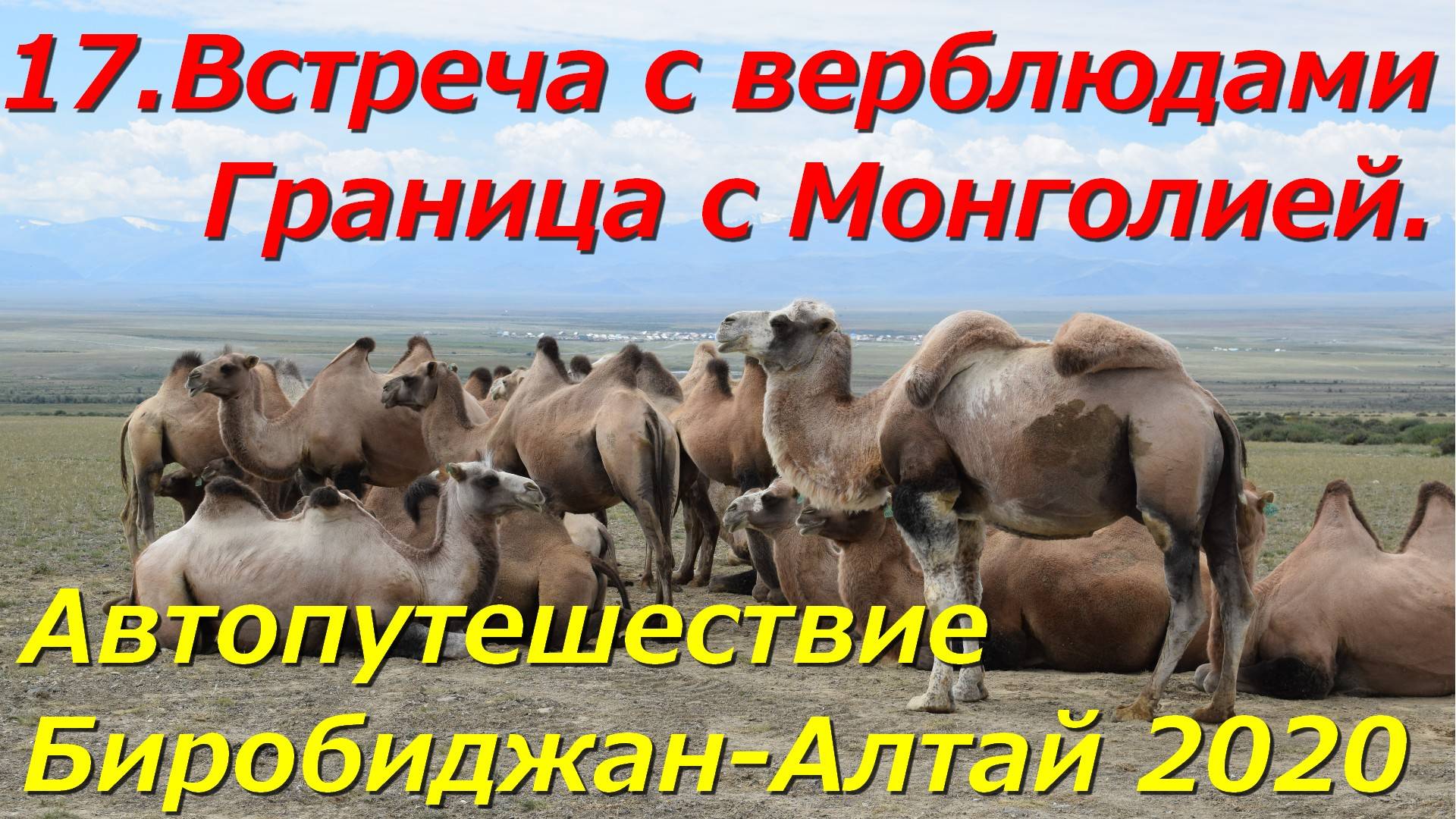 17.Встреча с верблюдами.Граница с Монголией. Автопутешествие Биробиджан-Алтай 2020.