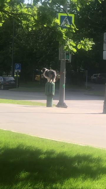 Собакен на посту