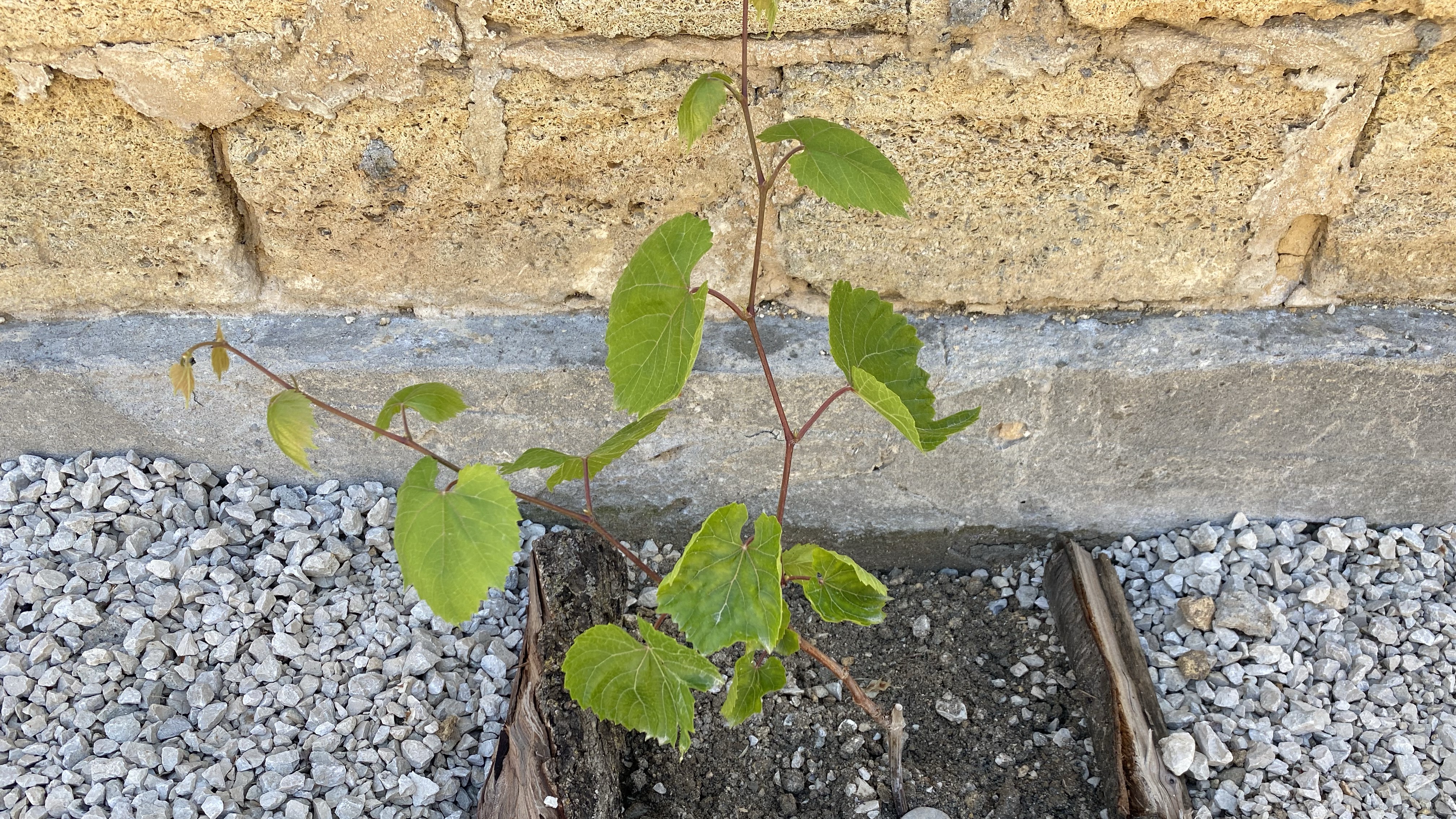 Натяжка проволоки на шпалере