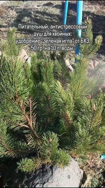 Душ для хвойных