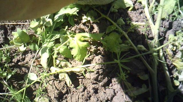 Удаление сорняков, прополка томатов