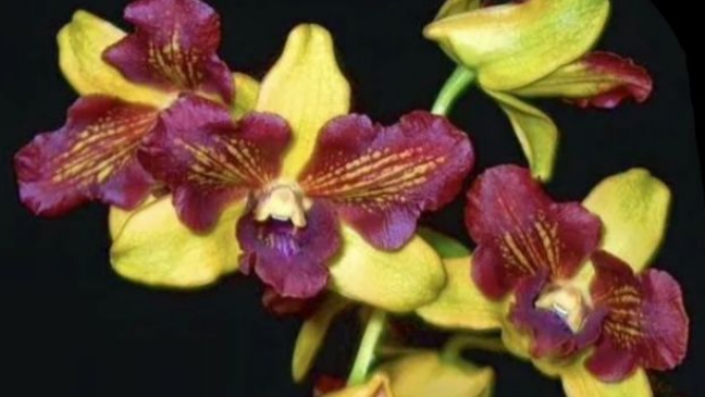 П-13. Ч-2. Пересадка дендробиума Salaya Gold после получения из закрытой системы в грунт