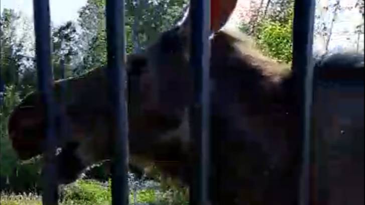 Лось зашел в СНТ