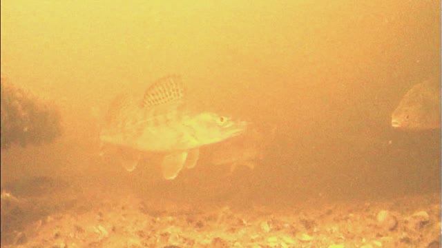 Подводный мир отводного канала. 28.05.2025.