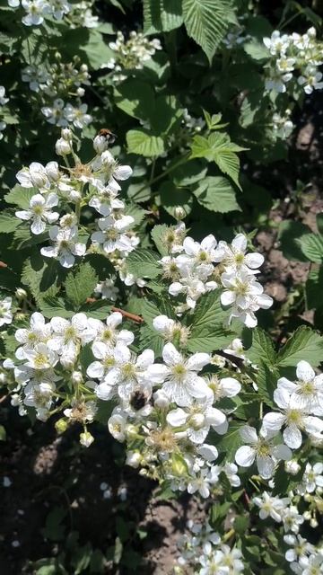 Малина и пчелы