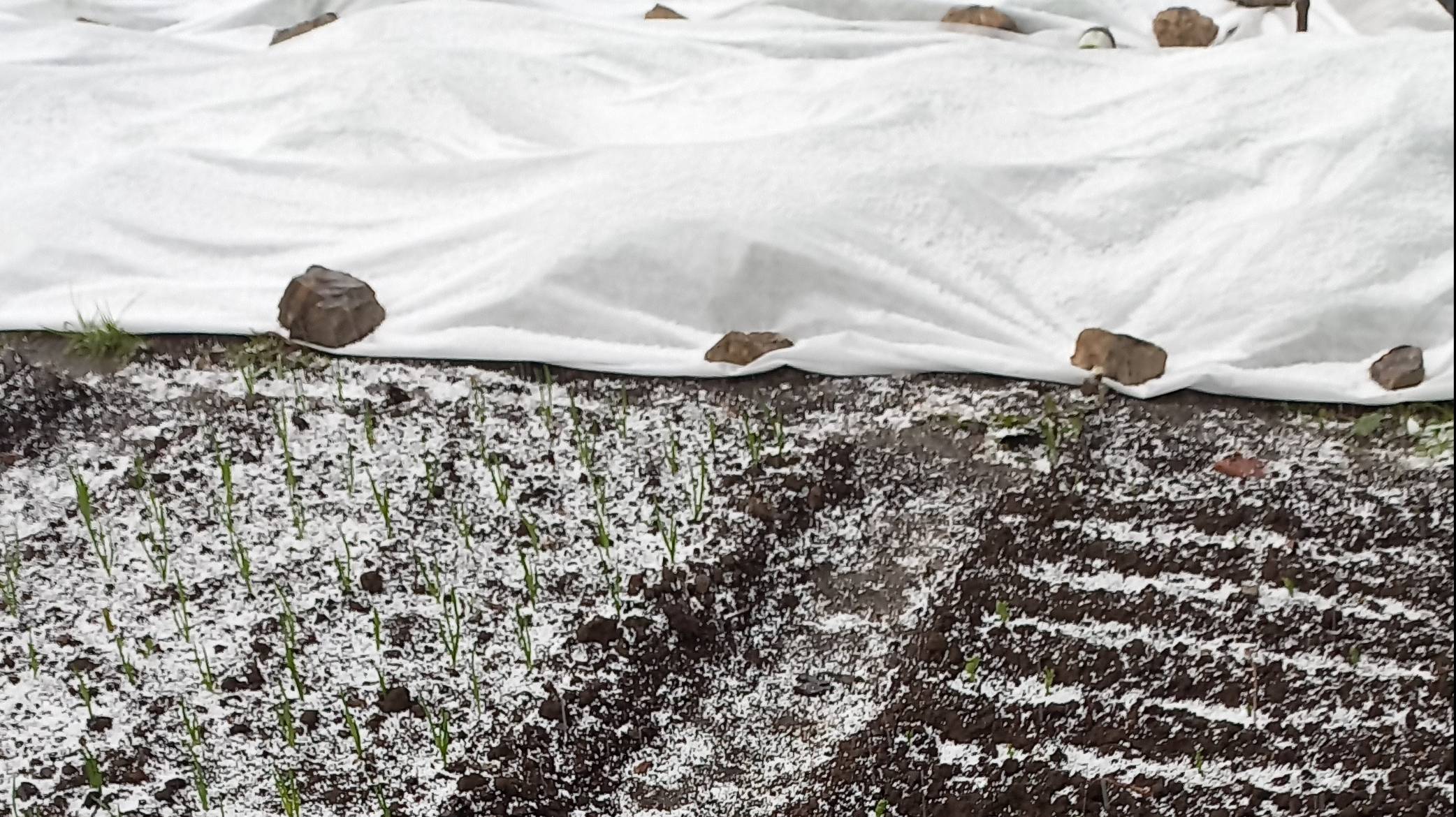 АНОМАЛЬНЫЙ ХОЛОД В СИБИРИ : СНЕГ, ДОЖДЬ, ЗАМОРОЗКИ ,  КАК СПАСТИ  ТЕПЛОЛЮБИВЫЕ РАСТЕНИЯ