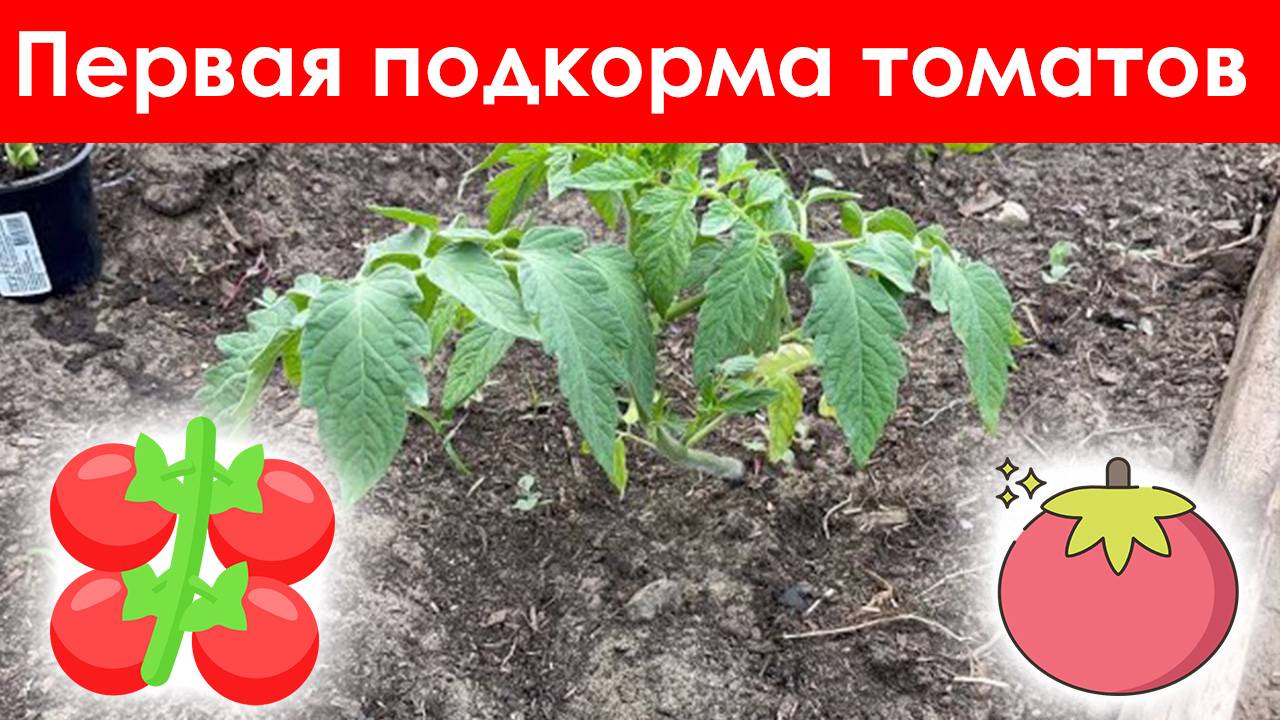 Первая Подкормка Томатов. Когда провести подкормку томатов после высадки в грунт