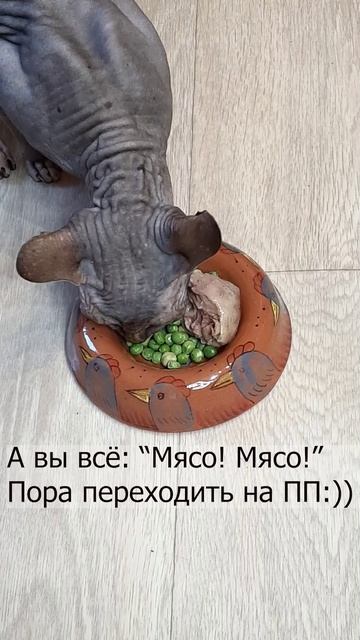 Кошачий ЗОЖ 🥦😀